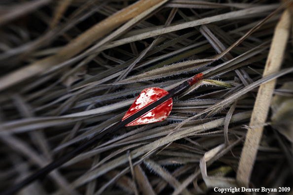 Best fletching color for hunting visibility | Page 3 | Archery Talk Forum