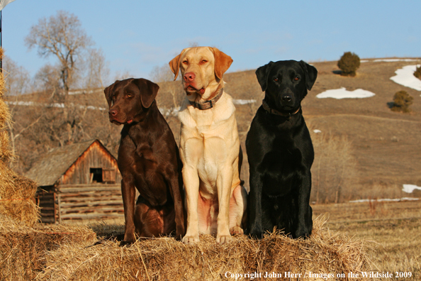 Denver Bryan - Images on the Wildside